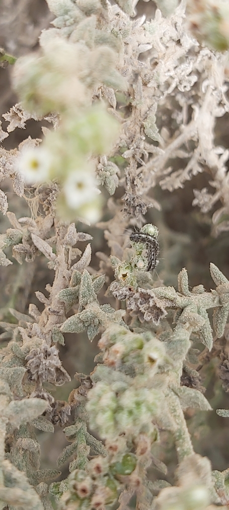 Crimson-speckled Flunkey from Unnamed Road, Kuwait on March 09, 2022 at ...