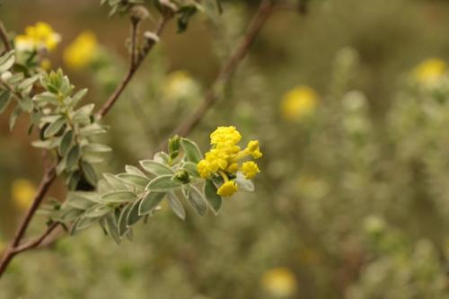 Drakensberg Curryflower (Lasiosiphon polyanthus) · iNaturalist United ...