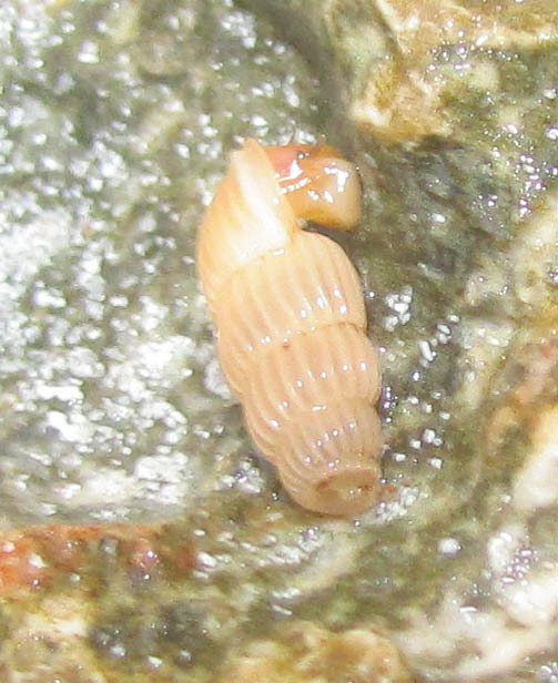 Truncatella guerinii A.Villa & J.B.Villa, 1841