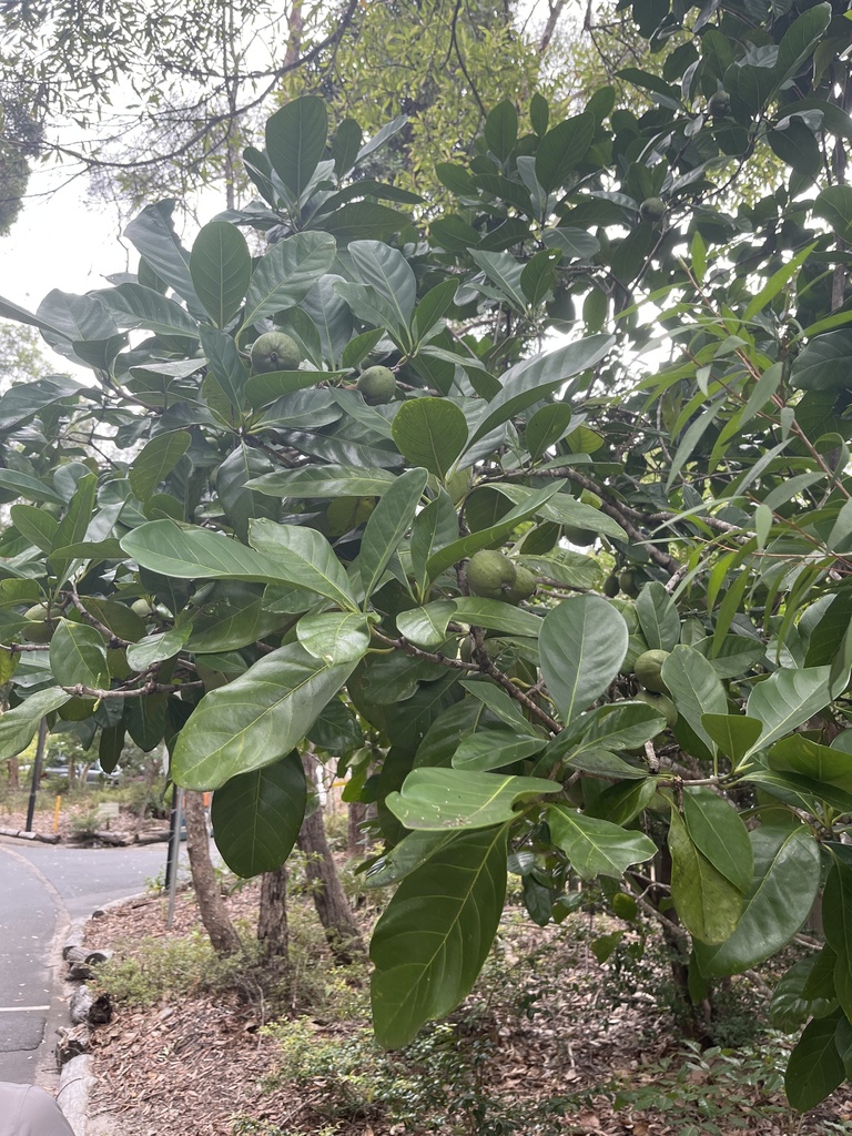 Brown Gardenia from K'Gari/Fraser Island, River Heads, QLD, AU on March ...