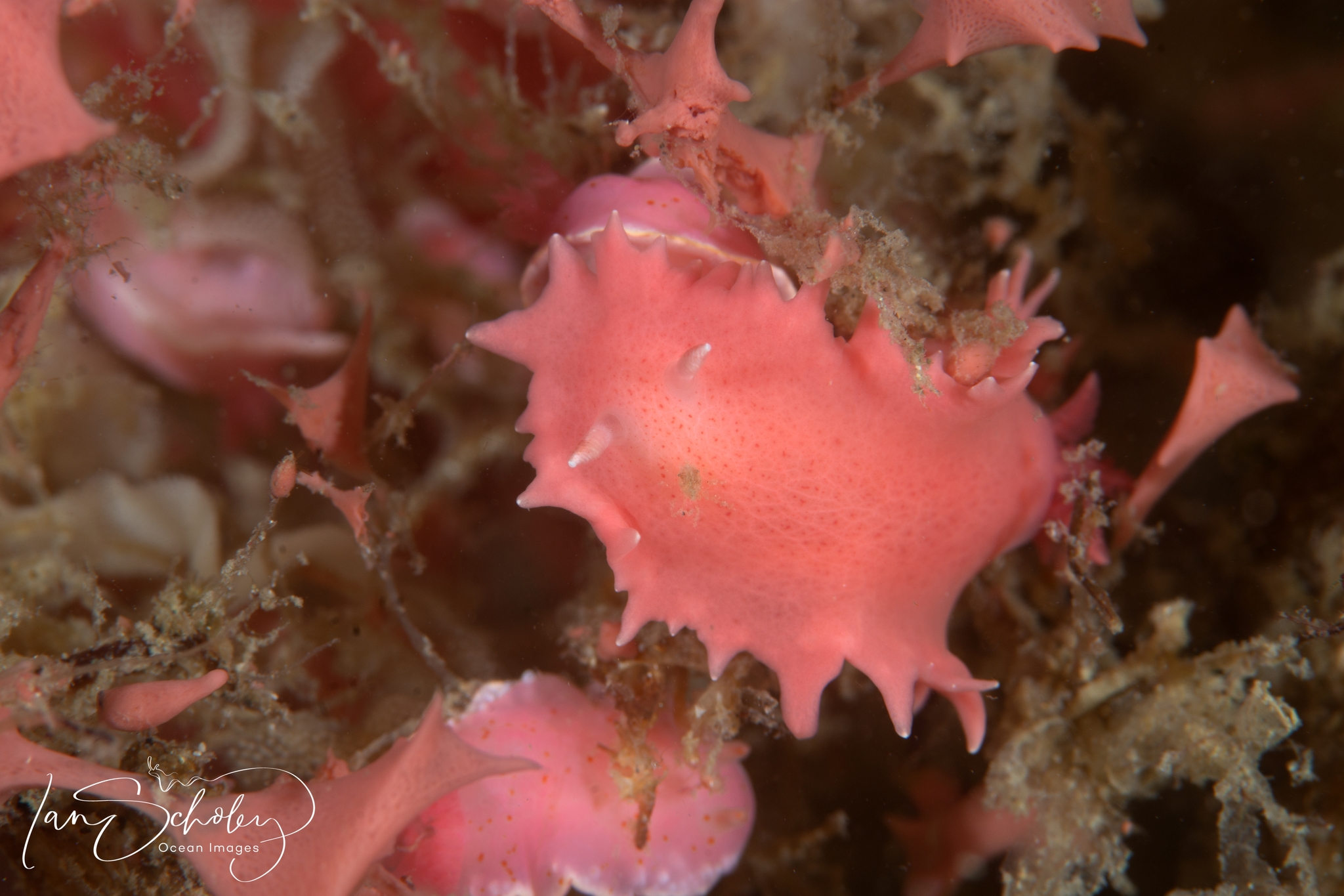 Verconia verconis (Basedow & Hedley, 1905)