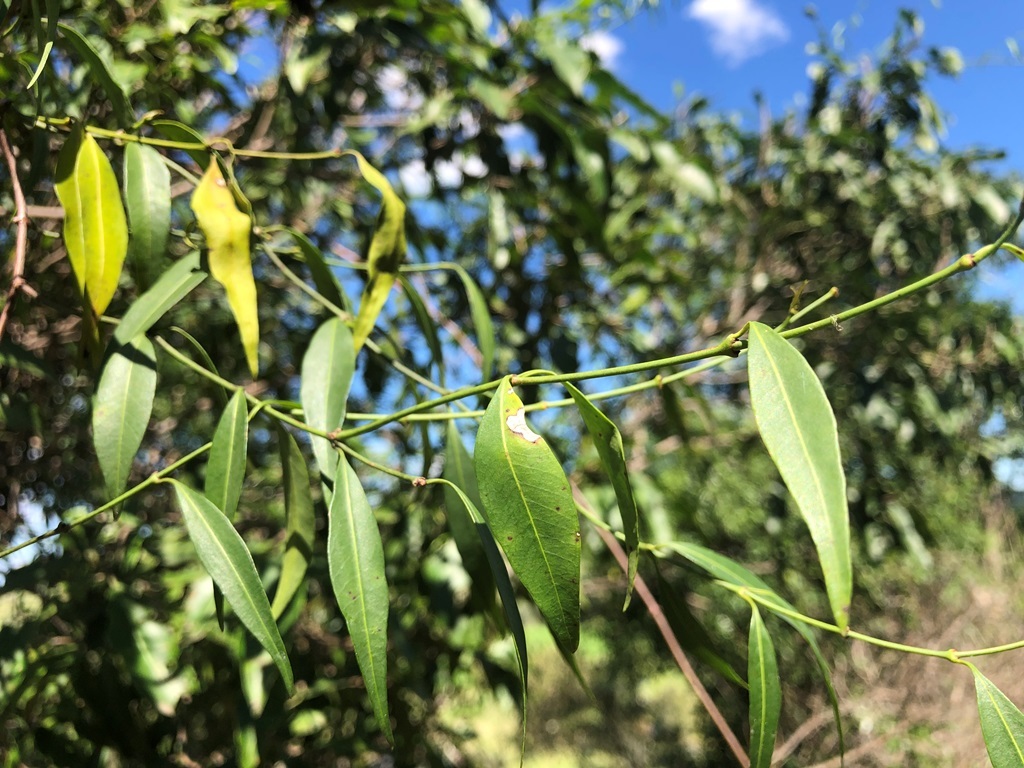 Secamone elliptica R.Br.