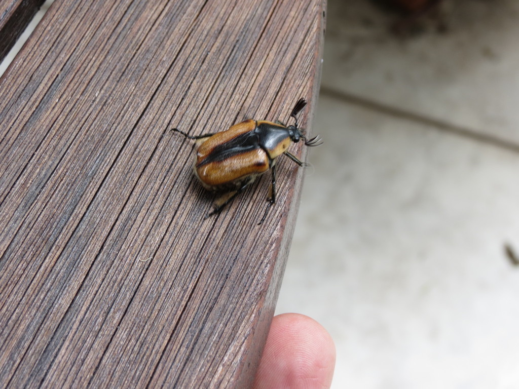 Cowboy Beetle from Brisbane QLD, Australia on December 14, 2014 at 01: ...