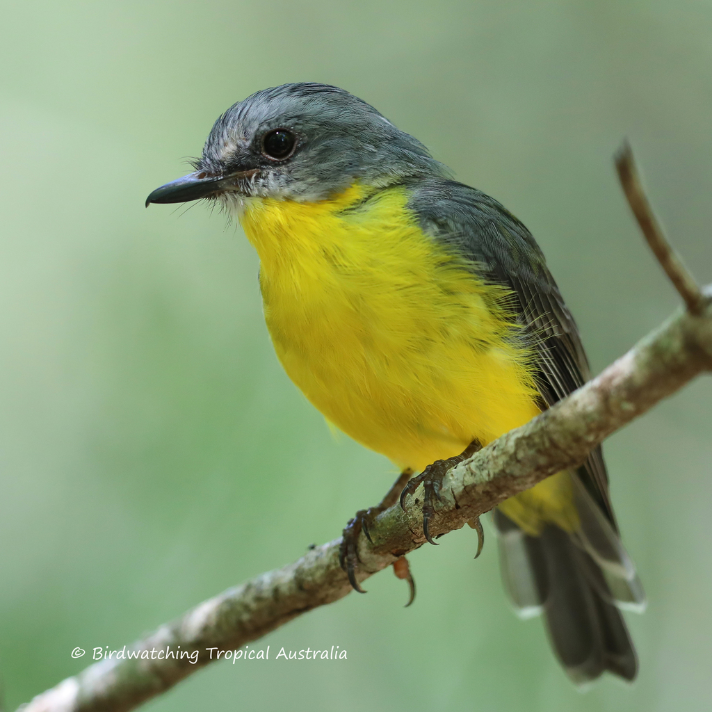 Eastern Yellow Robin from Julatten QLD 4871, Australia on March 09 ...