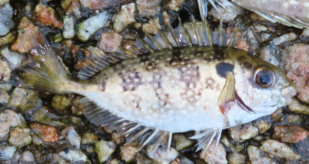 White-spotted rabbitfish from Lantau Island, Hong Kong on March 9, 2022 ...