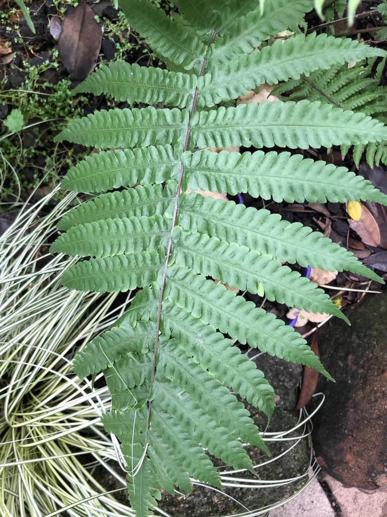 Soft Fern from Sydney NSW, Australia on March 09, 2022 at 01:21 PM by ...