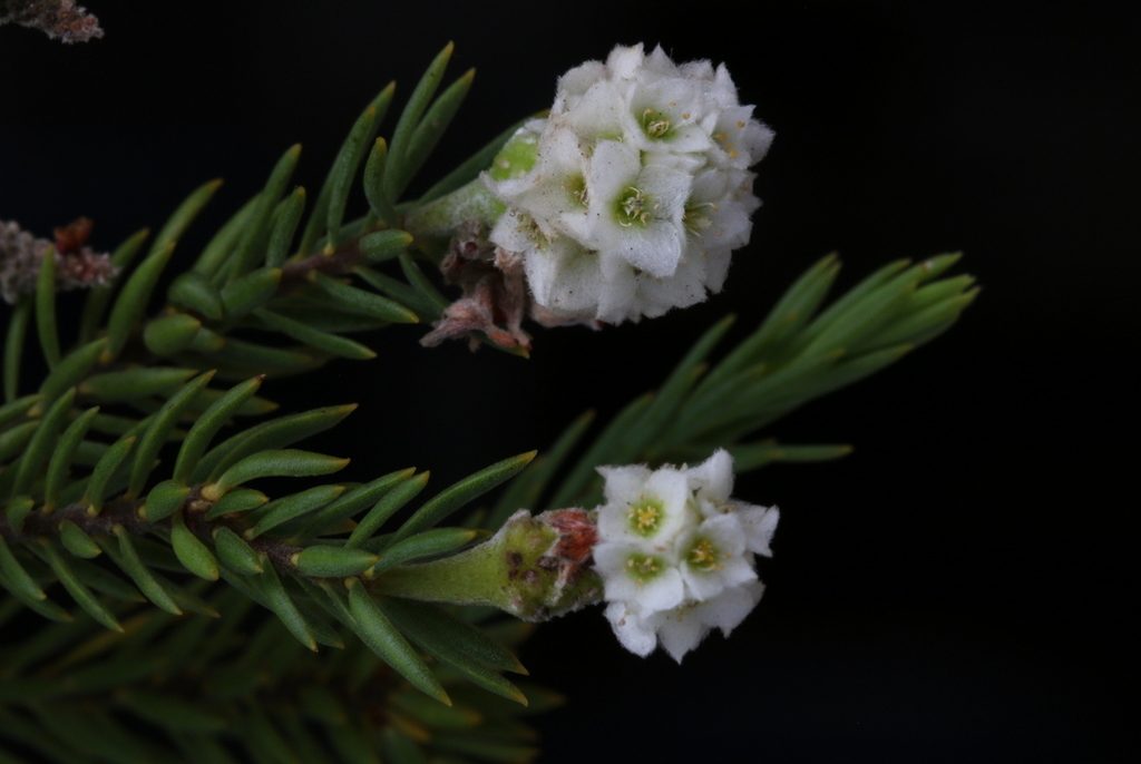 Mountain Carnation from Kleinmond, South Africa on March 1, 2022 at 07: ...