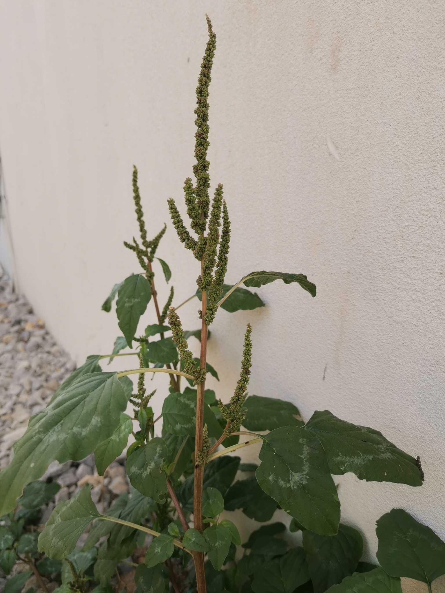 Amaranthus hybridus L.