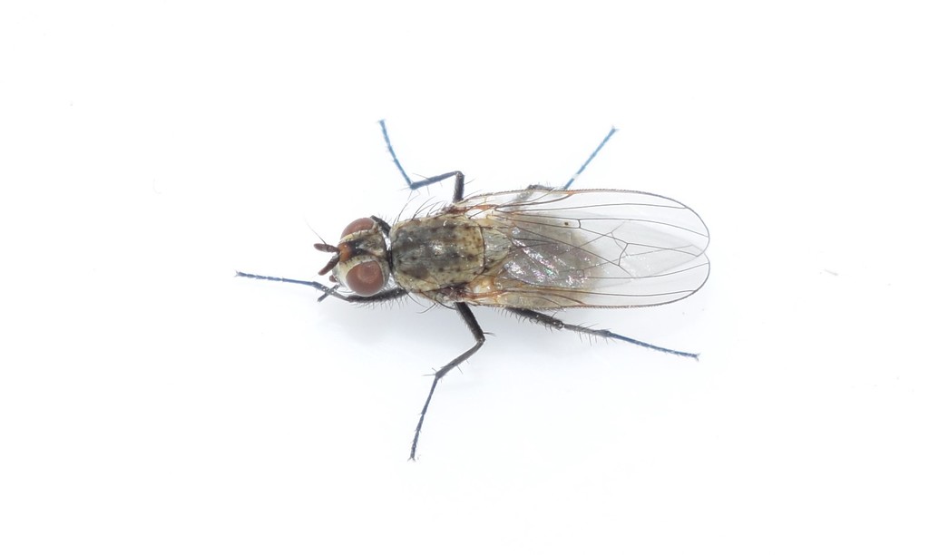 Seedcorn Maggot from Ελληνικό, Ελλάδα on March 7, 2022 at 08:31 PM by ...