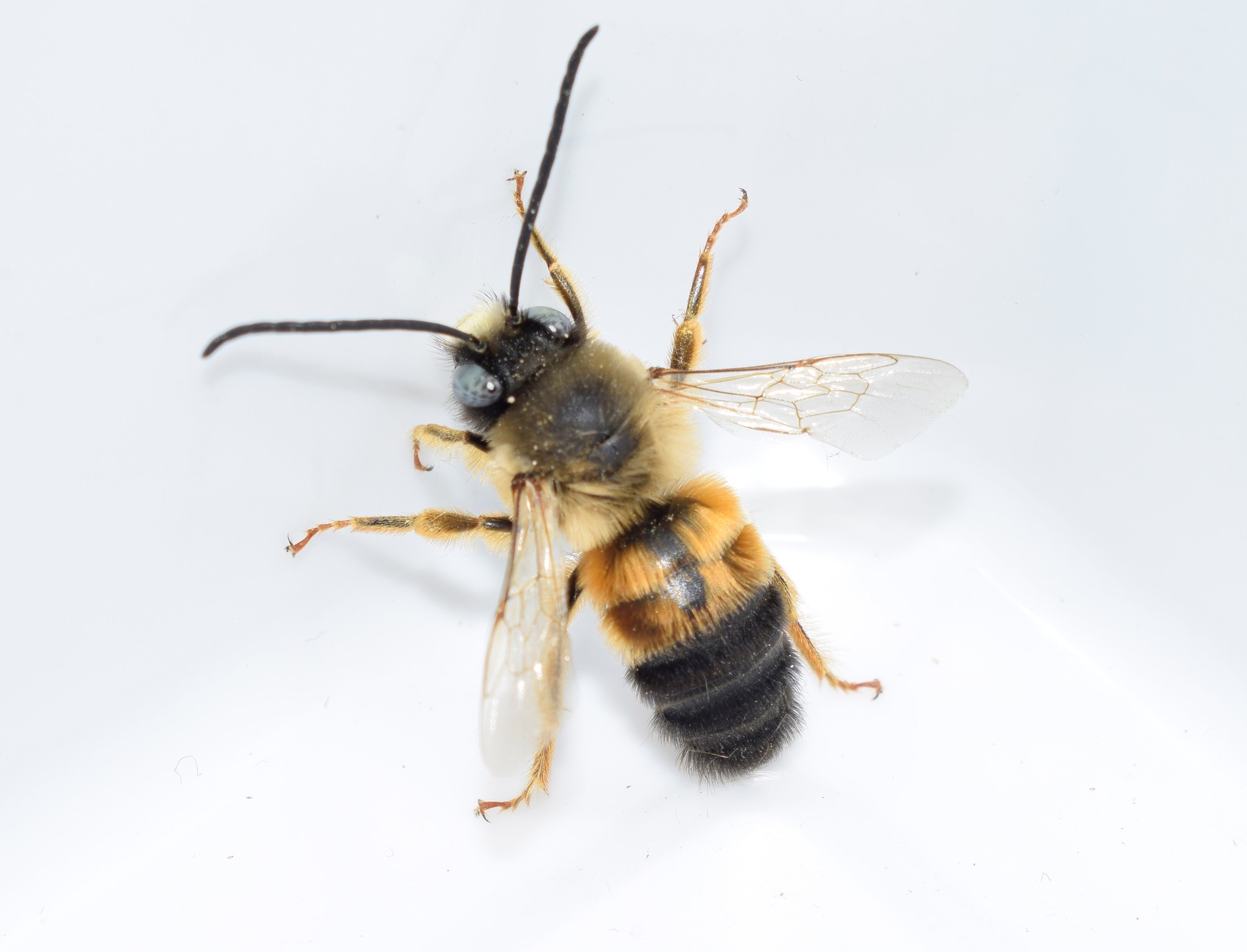 ID help for these wonderful bees(?) : r/Entomology