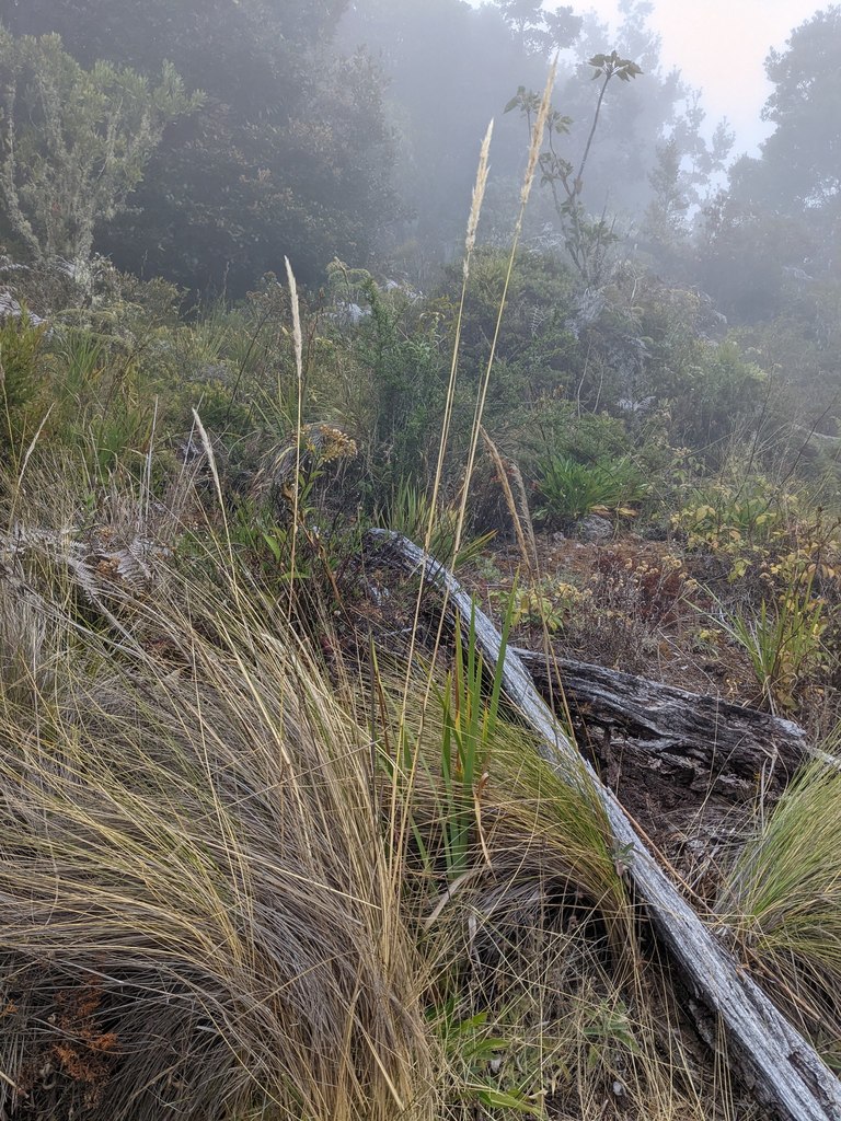 peruvian feather grass from Parque Nacional Chirripó, Pérez Zeledón ...