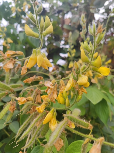 Cajanus goensis · iNaturalist