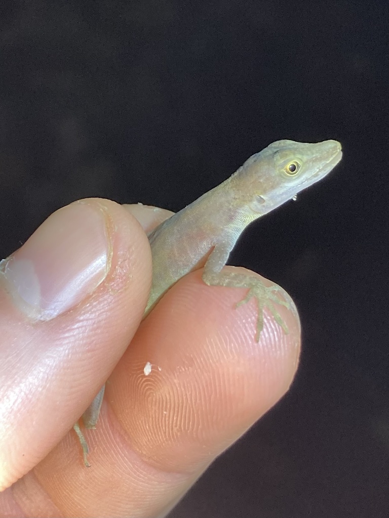 Border Anole from Los Gigantes Trail, Dota, San Jose, CR on March 2 ...