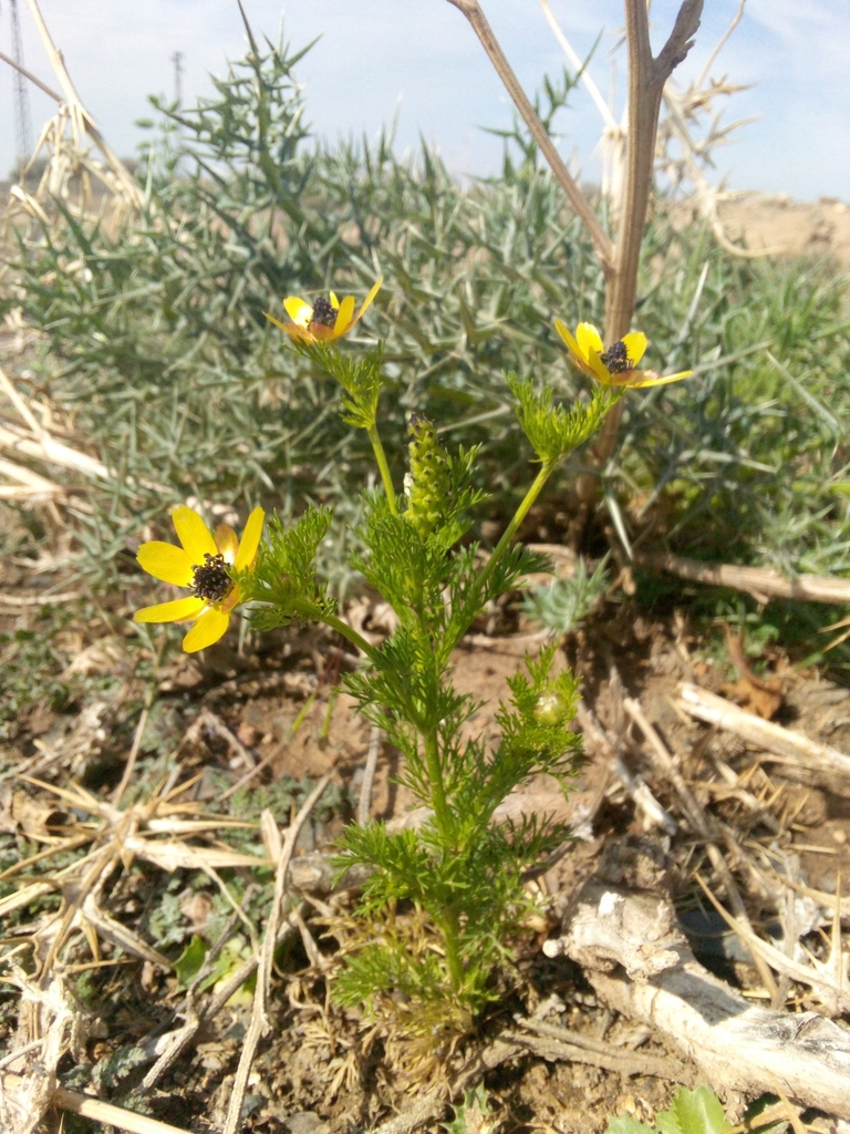 Yellow Pheasant's-eye from Rehamna, Maroc on March 9, 2022 at 11:39 AM ...