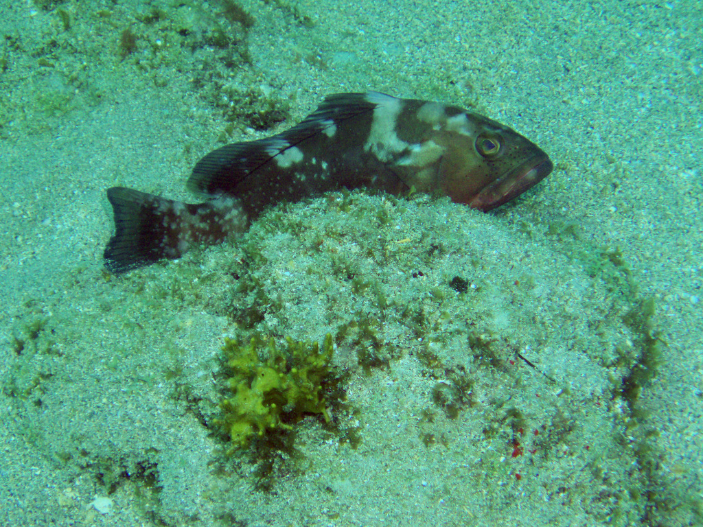 Red Grouper (Epinephelus morio) - Marine Life Identification