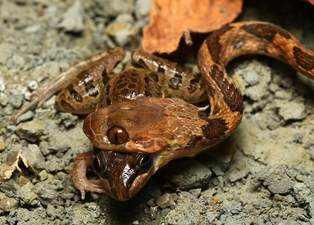 Ornate Cat-eyed Snake (Leptodeira ornata) - Snakes and Lizards