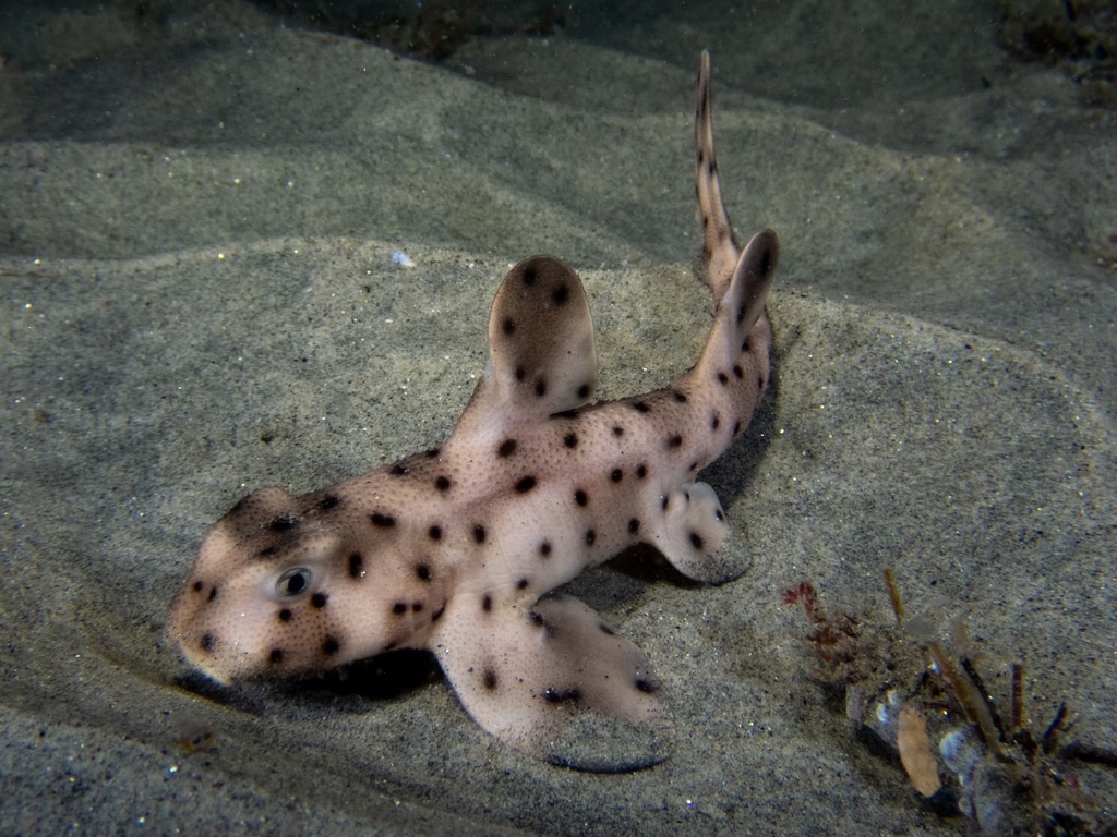 Horn Shark from North Pacific Ocean, CA, US on March 8, 2022 at 07:42 ...