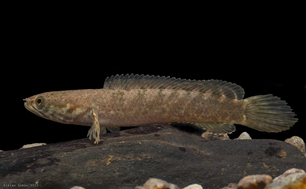 Dwarf Snakehead in February 2022 by Girish Gowda · iNaturalist