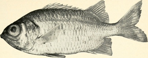 Clipperton Cardinal Soldierfish (Myripristis gildi) · iNaturalist