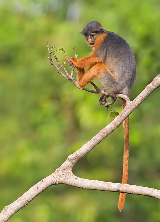 Western Red Colobus (Piliocolobus badius) - Know Your Mammals