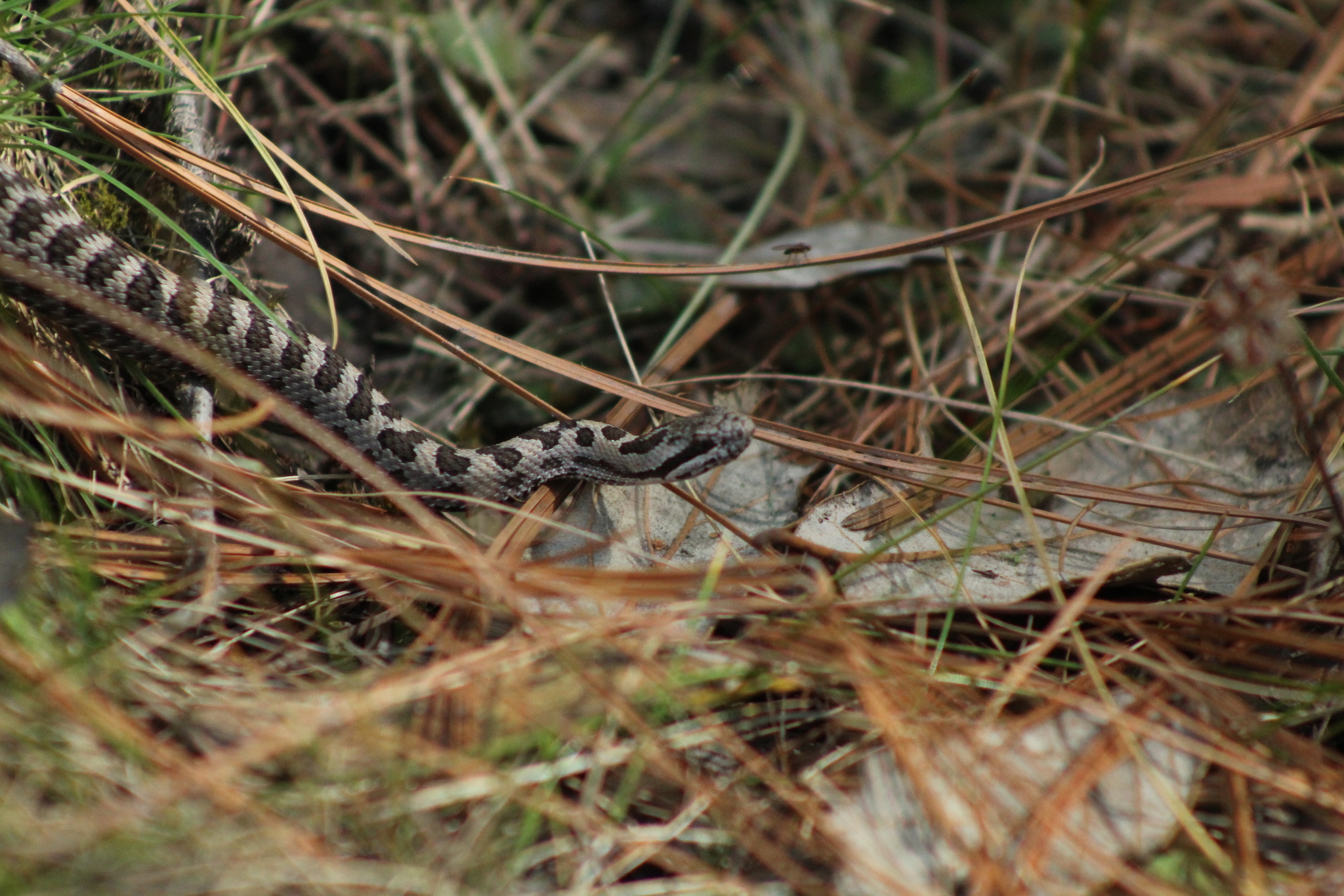 Crotalus pricei Van Denburgh, 1895