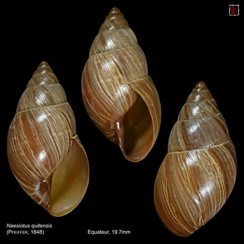 Naesiotus quitensis · iNaturalist Mexico