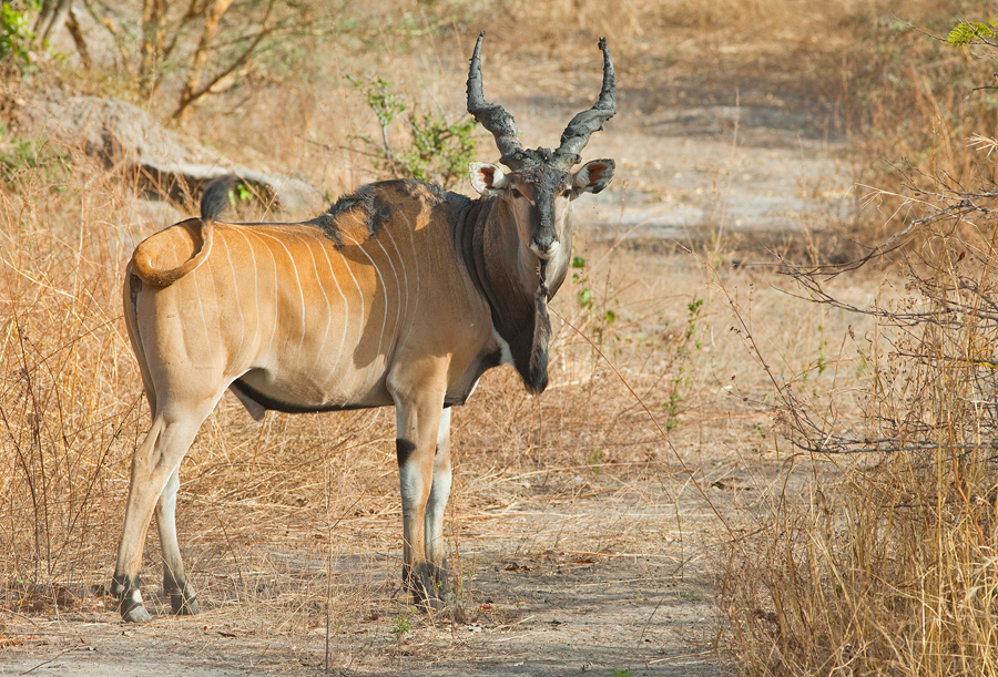 Spiral-horned Antelopes (Tragelaphus) - Know Your Mammals