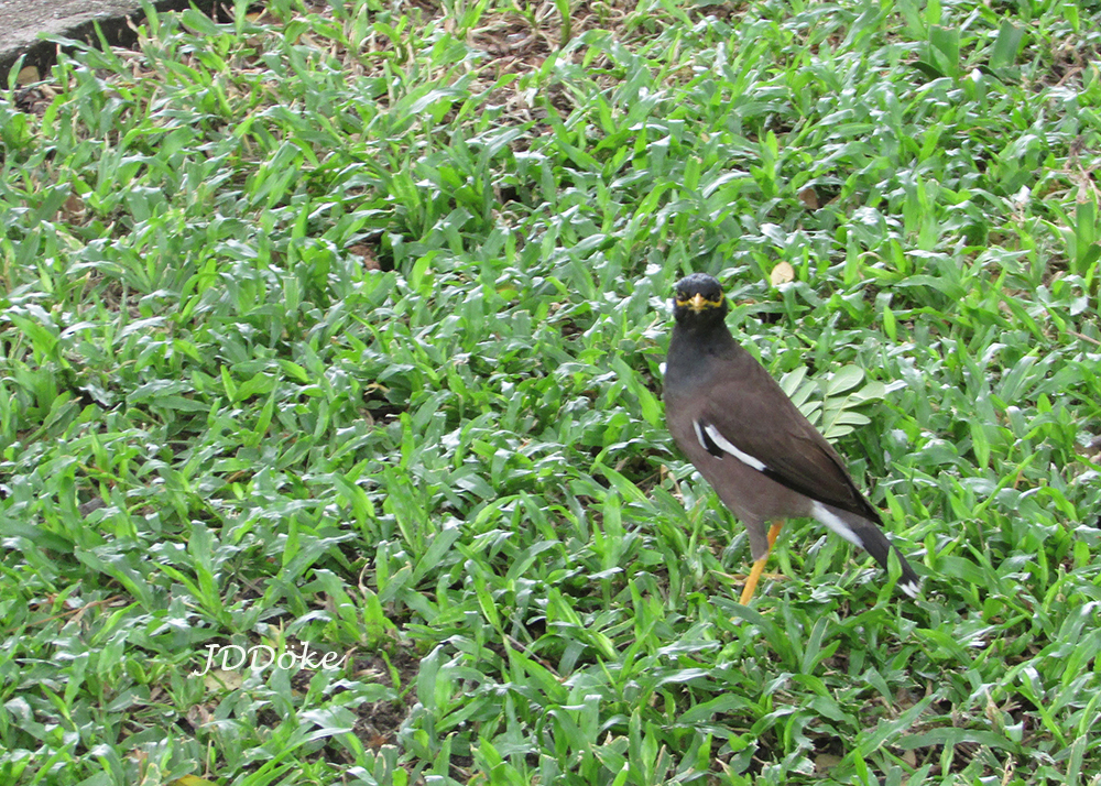 Common Indian Myna from 192 Thanon Witthayu, Khwaeng Lumphini, Khet ...