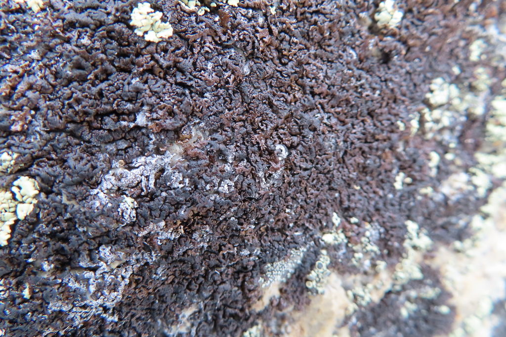 Rock Grubs from Yukon, Canada on March 3, 2022 at 03:22 PM by jozien ...