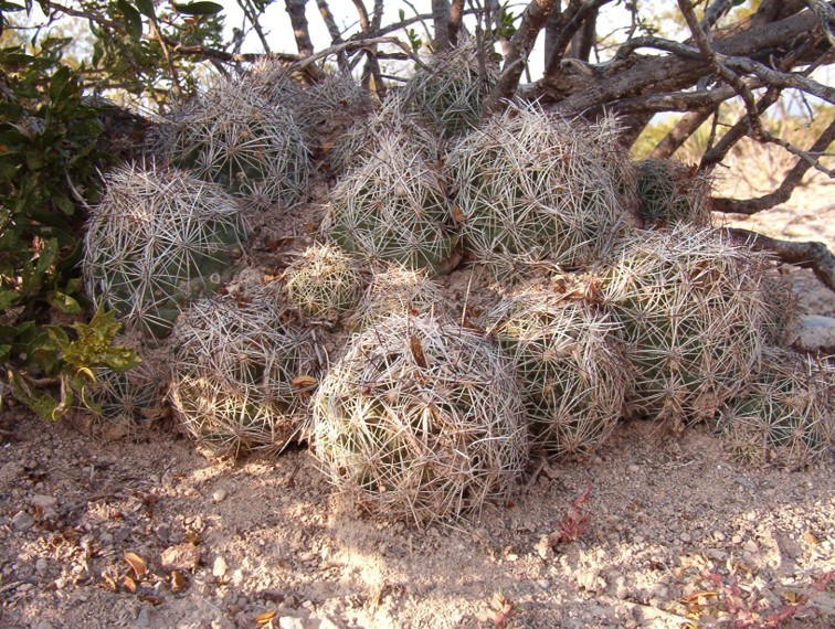 Rhinoceros Cactus from Acuña, Coah., México on April 26, 2013 at 01:13 ...