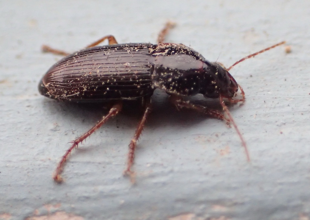 Harpalini from Zonnesstrahl camp site, Nieu-Bethesda, 6286, South ...