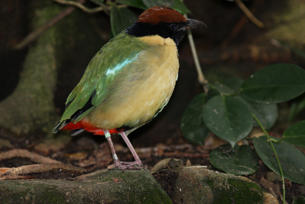 Noisy Pitta (Cooloola Bioblitz Birds) · iNaturalist