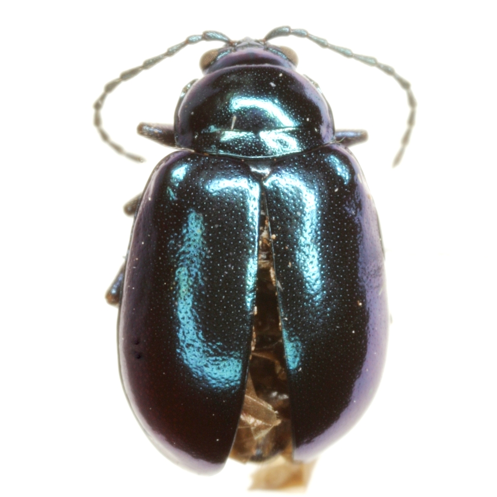 Grape Flea Beetle (Braddock's Trail Park, NHT) · iNaturalist