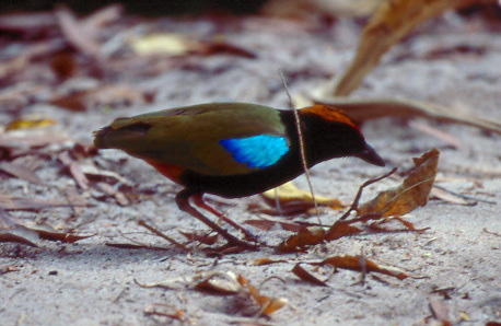 Rainbow Pitta (Pitta iris) - Avian Discovery