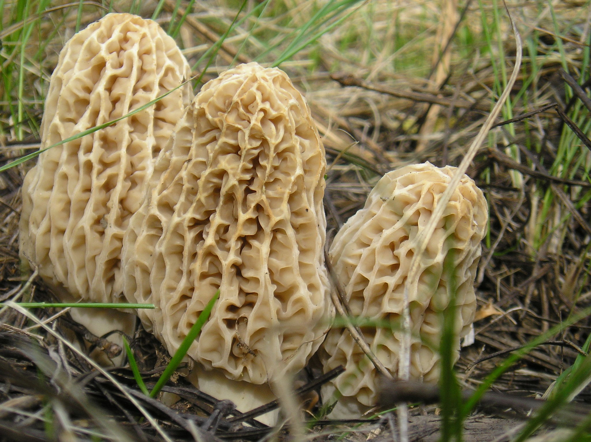 Tipos De Hongos Morillas