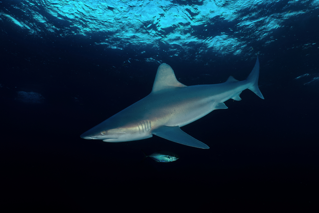 Sandbar Shark (Saltwater Fish of Massachusetts) · iNaturalist