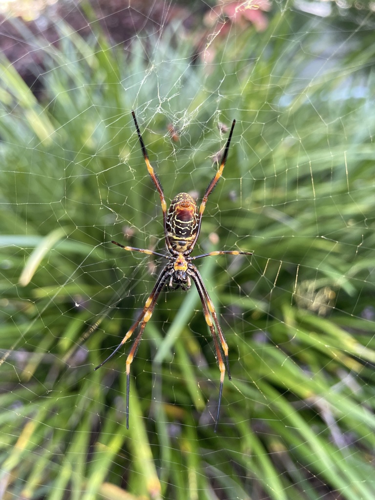 Tiger Spider from Pacific Bay Resort, Coffs Harbour, NSW, AU on March ...
