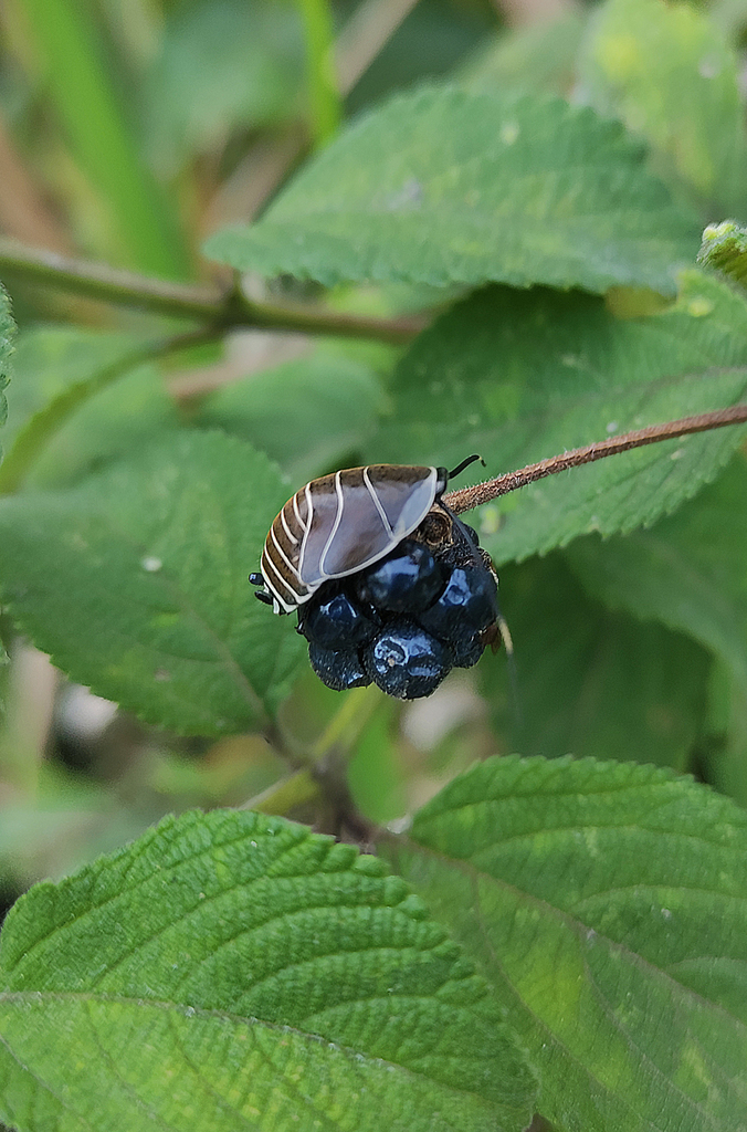Cockroaches and Termites from Anserma, Caldas, Colombia on September 26 ...
