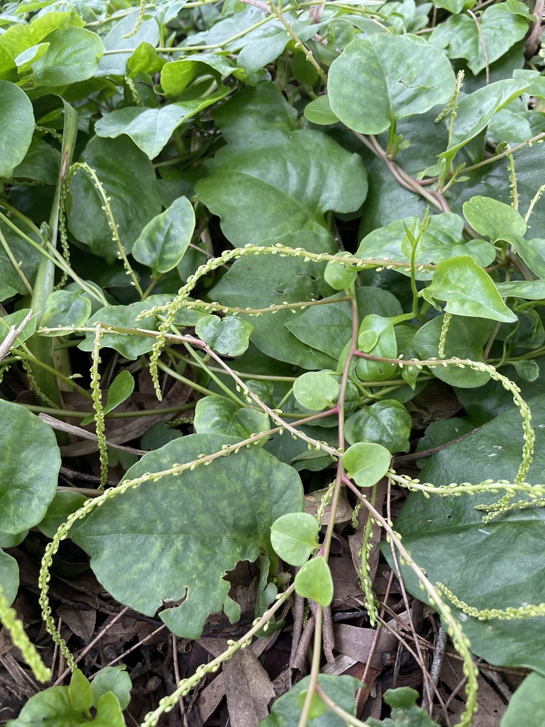 Mignonette vine from Duck River, Auburn, NSW, AU on March 10, 2022 at ...