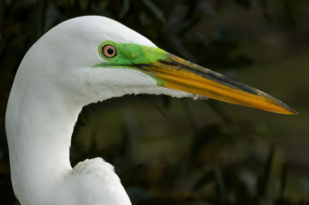 Great Egret (Birds of Rosewood Nature Study Area) · iNaturalist