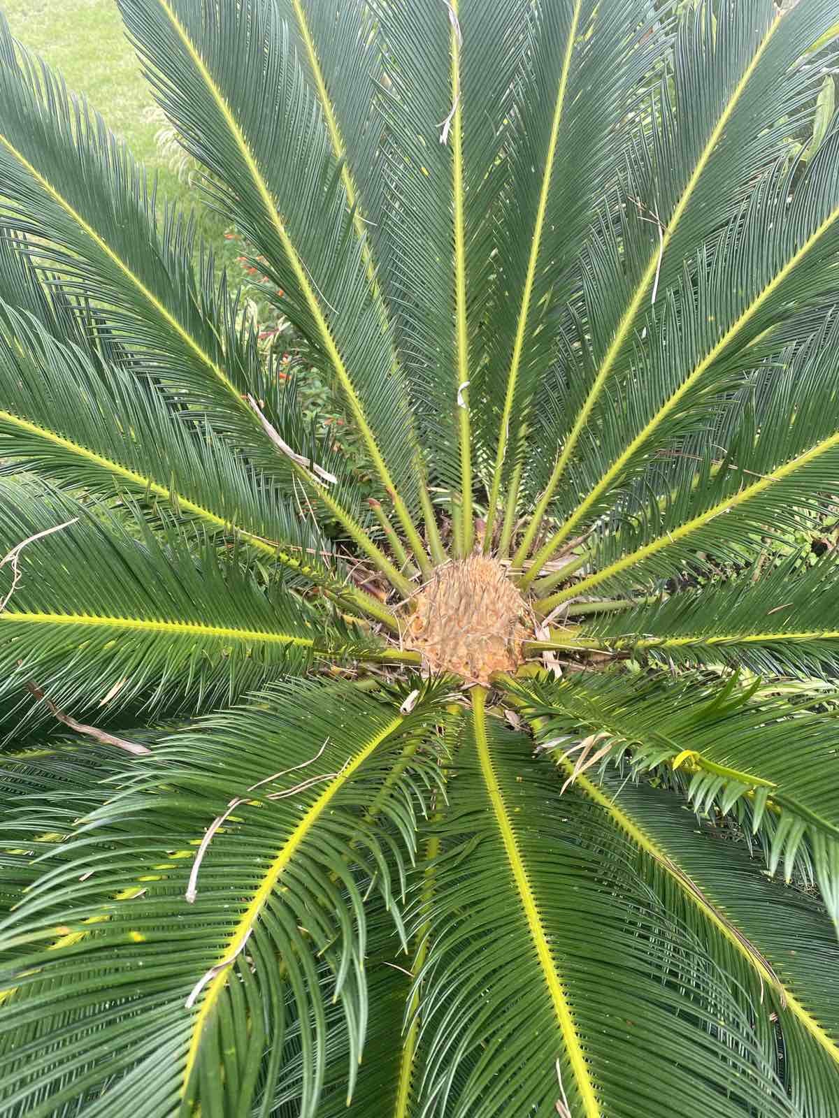Cycas revoluta Thunb.
