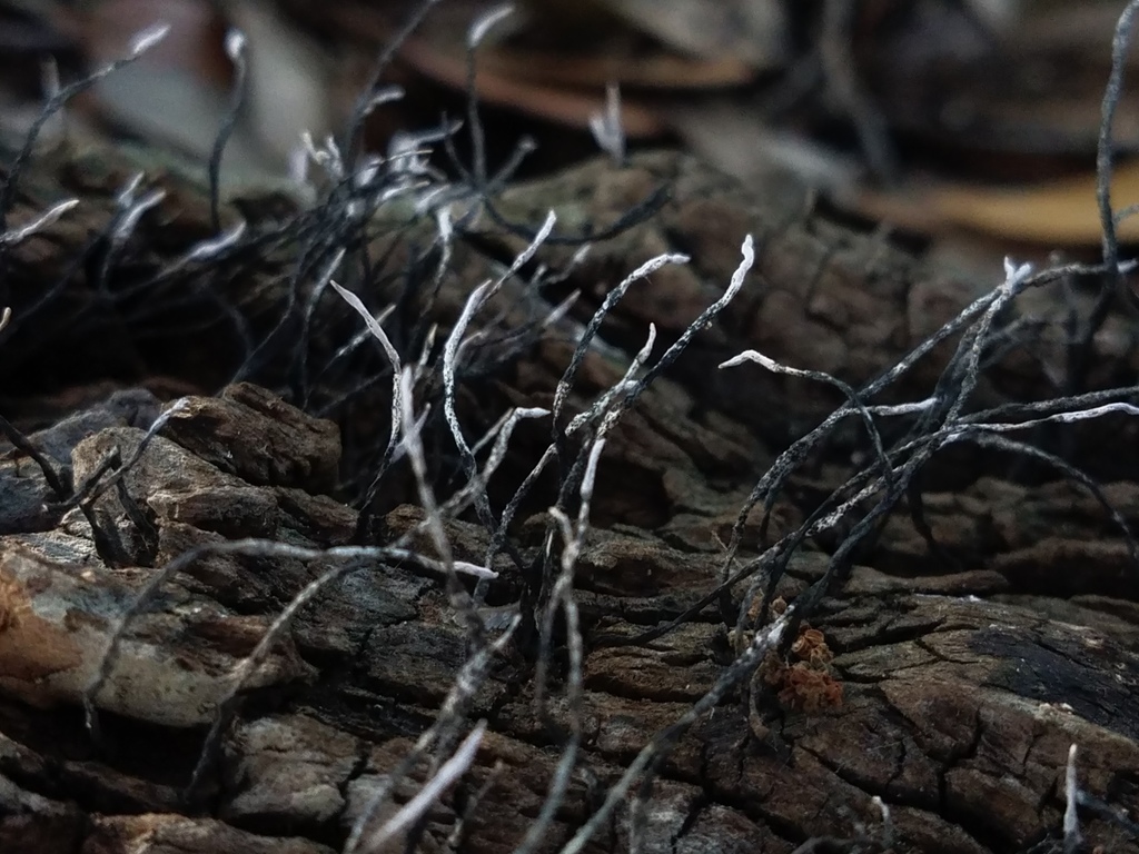 Xylaria filiformis (Guía general de Macrohongos de Costa Rica I ...