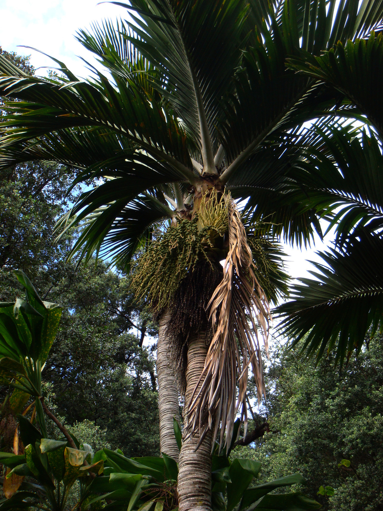 Kermadec Island Nikau ((3) Native Plants garden) · iNaturalist