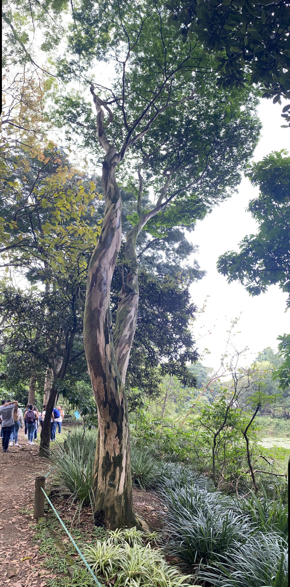 Libidibia punctata (Willd.) Britton