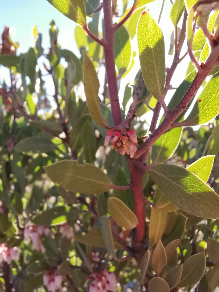 madrones, bearberries, and allies from Creel on March 27, 2021 at 06:56 ...