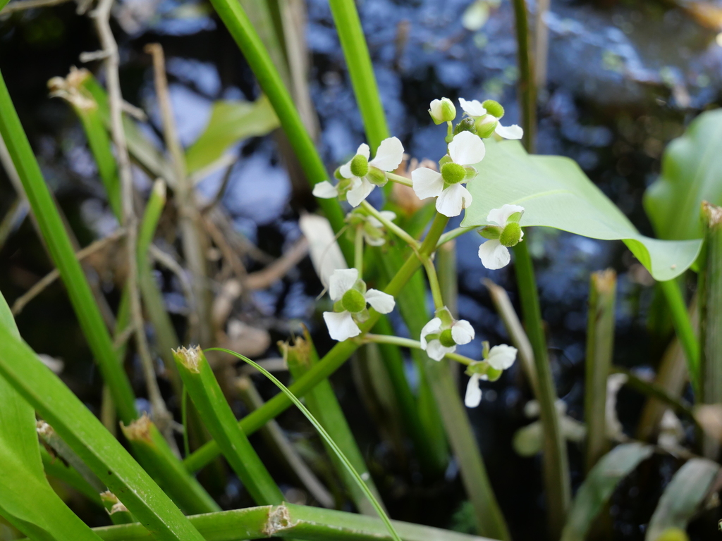 Delta Arrowhead from Whitby, Porirua, New Zealand on March 8, 2022 at ...