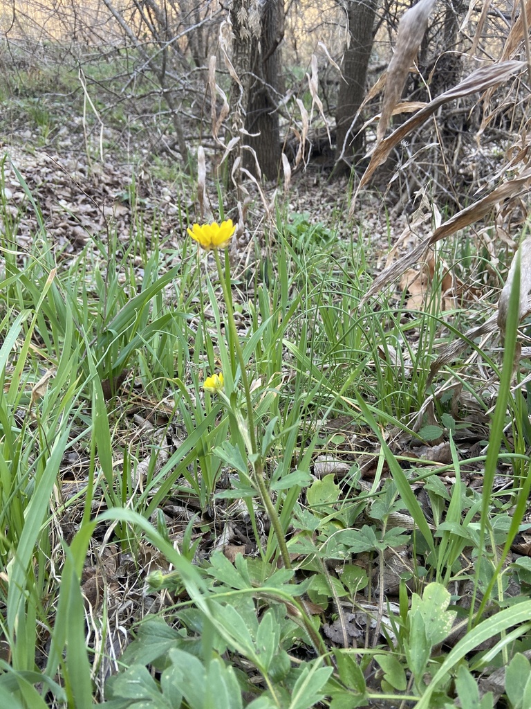 Large Buttercup (Ranunculus macranthus) - Botanical Realm
