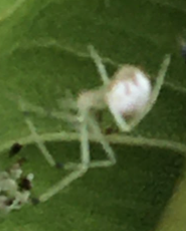 Typical Cobweb Spiders from Tibabita, Usaquén, Bogotá, Colombia on ...