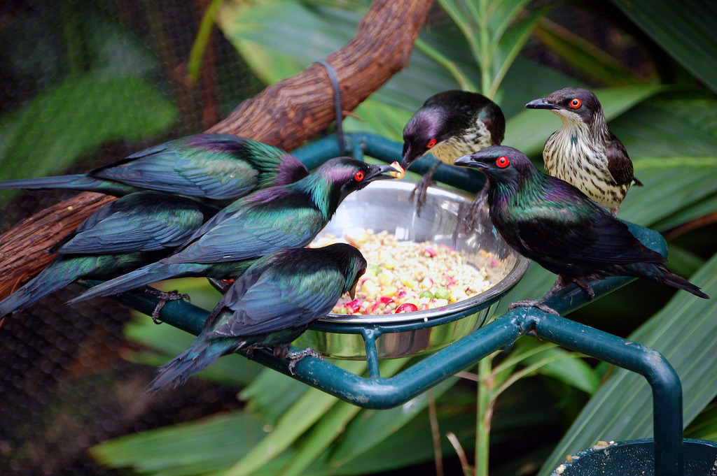 Metallic Starling (Bird Species Guide - Tetepare) · iNaturalist