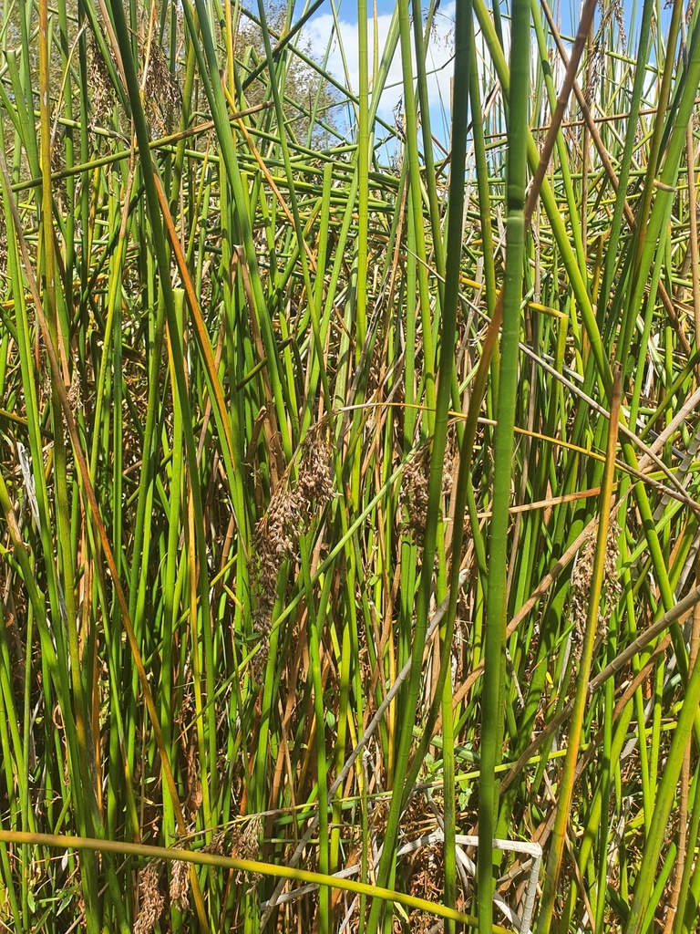 Jointed twig rush from Kopuatai Wetland, New Zealand on March 10, 2022 ...